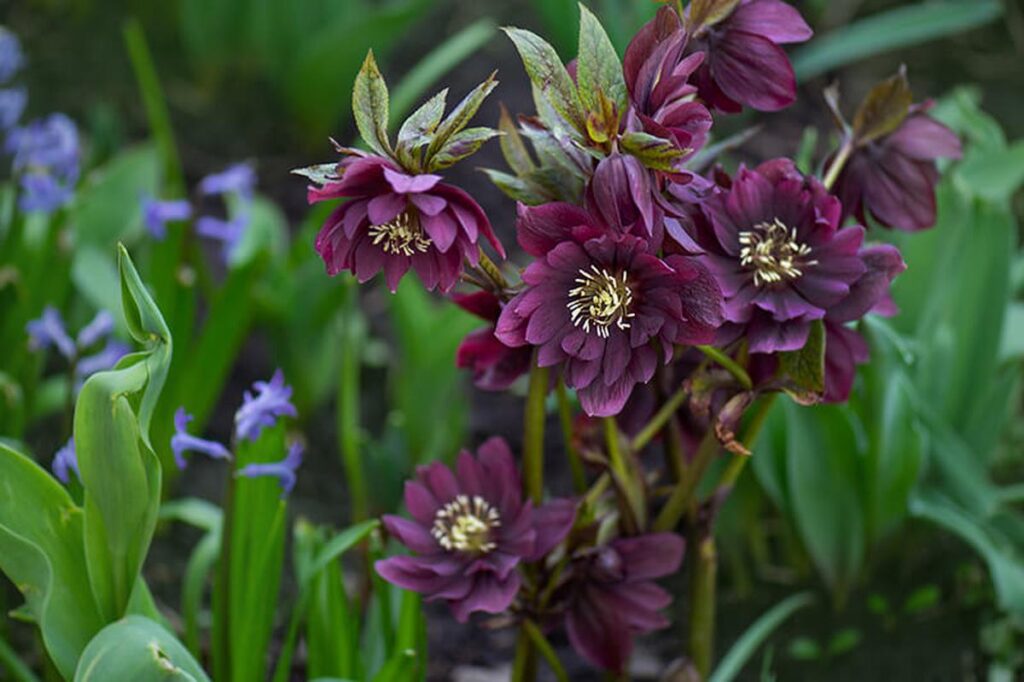 27 Exotic Poisonous Flowers for a Bold Garden Look