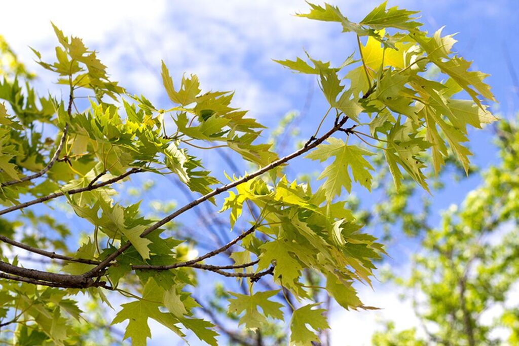 25 Top Maple Varieties for Stunning Fall Colors