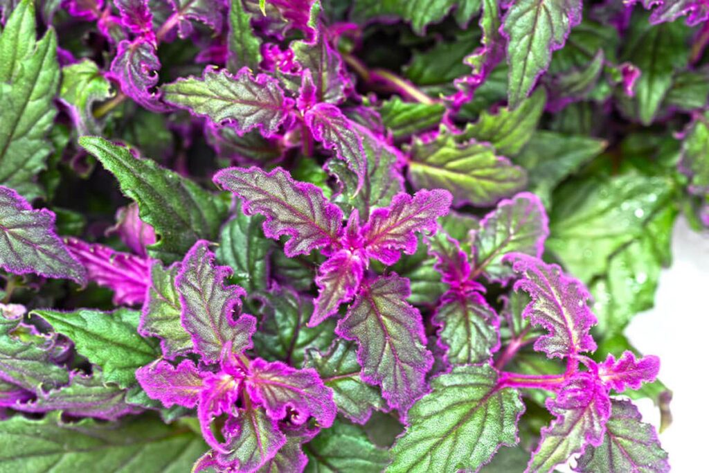 25 Stunning Plants with Purple Leaves for a Regal Garden
