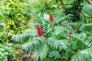 21 Best Salt-Resistant Plants for Beachside Landscaping