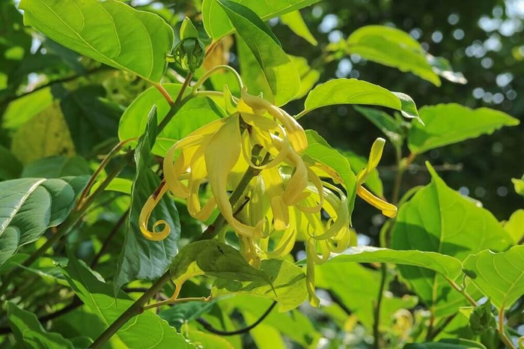 21 Eye-Catching Yellow Flowered Trees for Your Yard