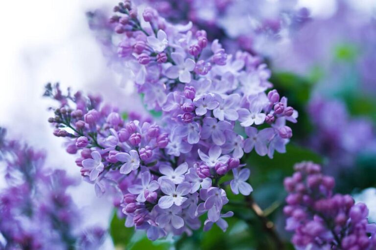 27 Charming Small-Flowered Plants to Brighten Your Garden