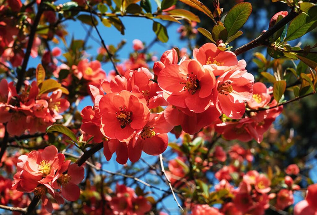 27 Beautiful Japanese Flowers for a Serene Garden Makeover