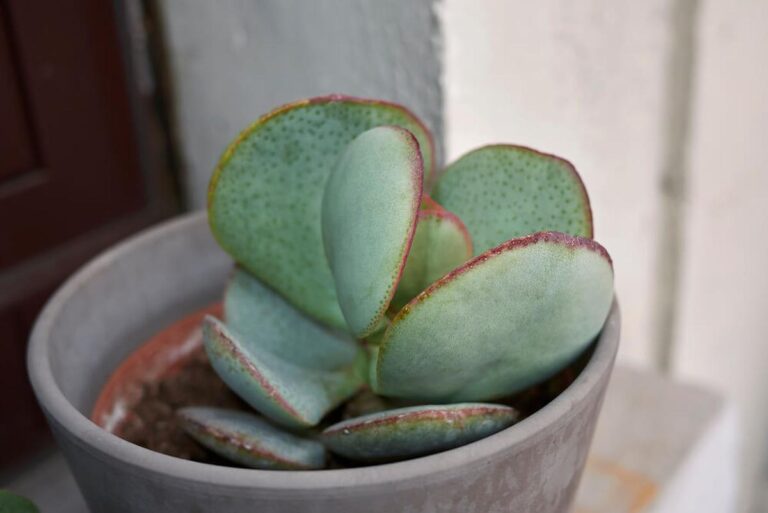 13 Exotic Jade Plant Varieties You Need to Know