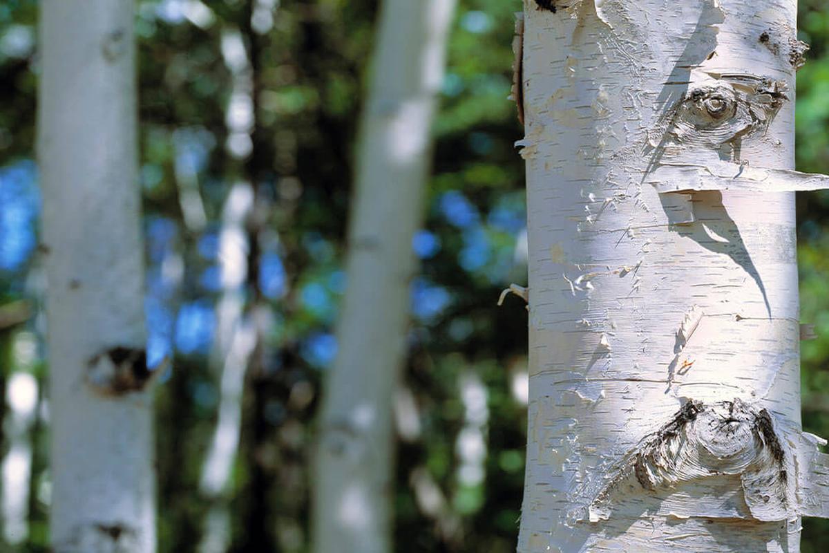 11 Stunning Birch Tree Varieties for Your Landscape