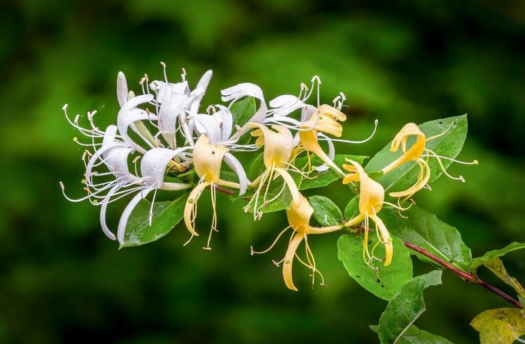 24 Perennial Flowering Vines for Effortless Climbing Beauty