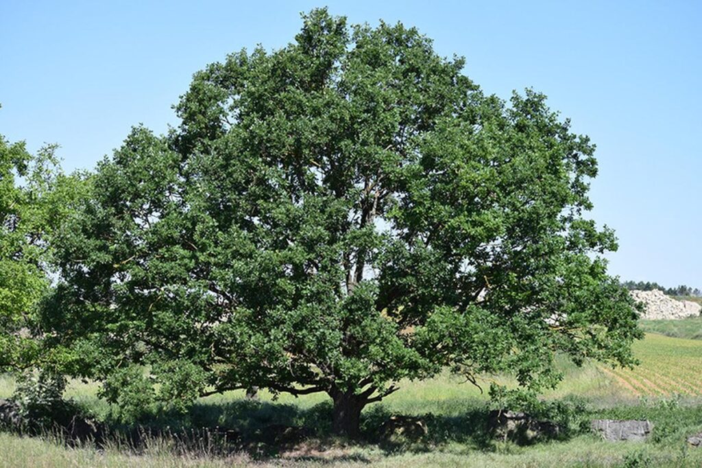 27 Magnificent Types of Oak Trees for a Majestic Landscape