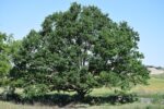 27 Magnificent Types of Oak Trees for a Majestic Landscape