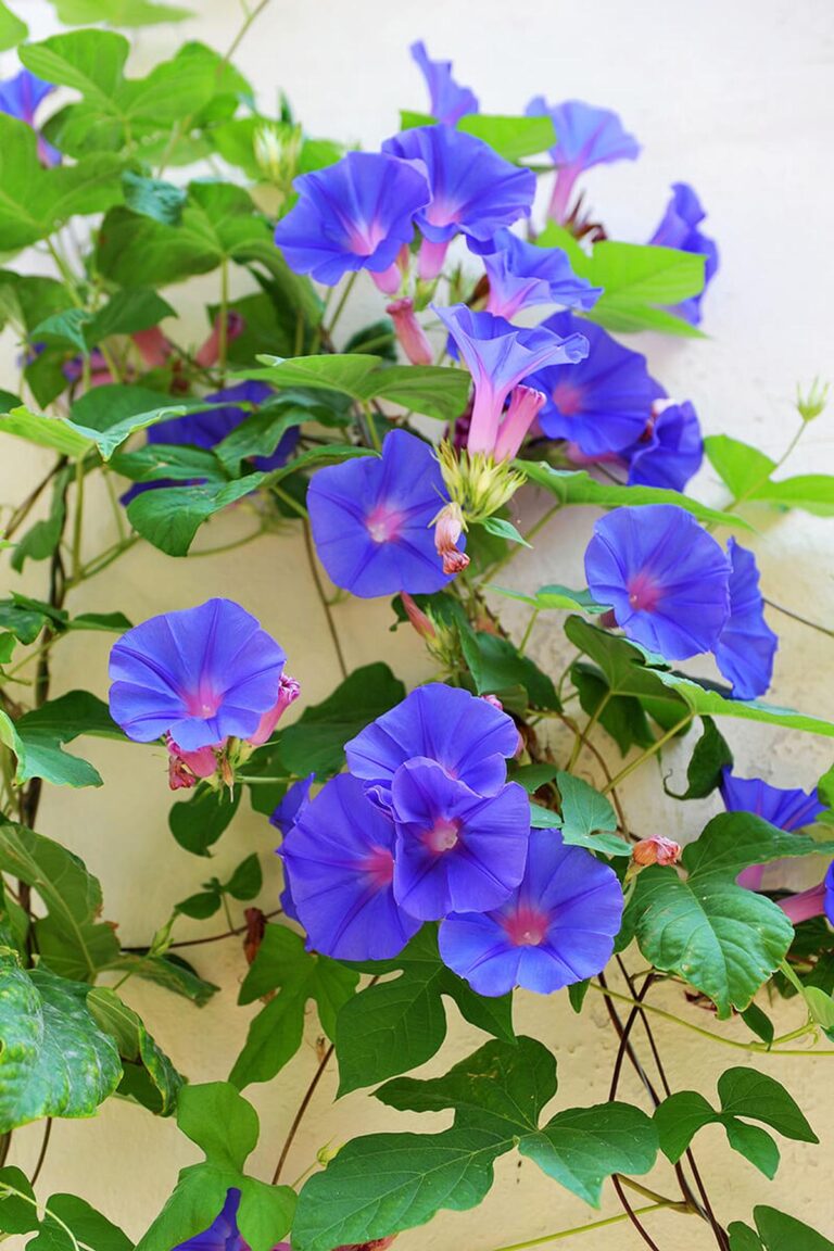 27 Enchanting Blue Flowers to Add Elegance and Charm to Your Garden