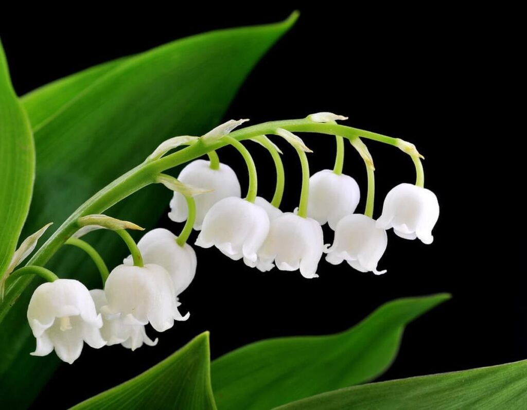 27 Charming Small-Flowered Plants to Brighten Your Garden