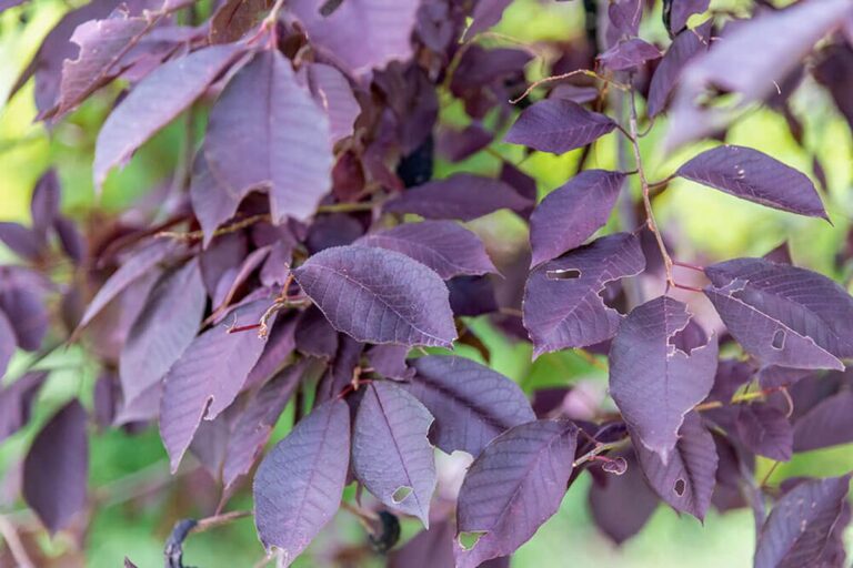 25 Stunning Plants with Purple Leaves for a Regal Garden