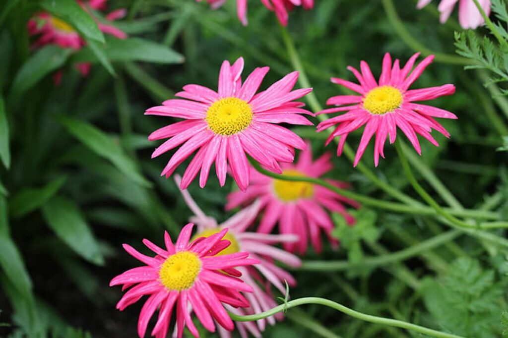 27 Beautiful Types of Daisies for a Stunningly Colorful Garden