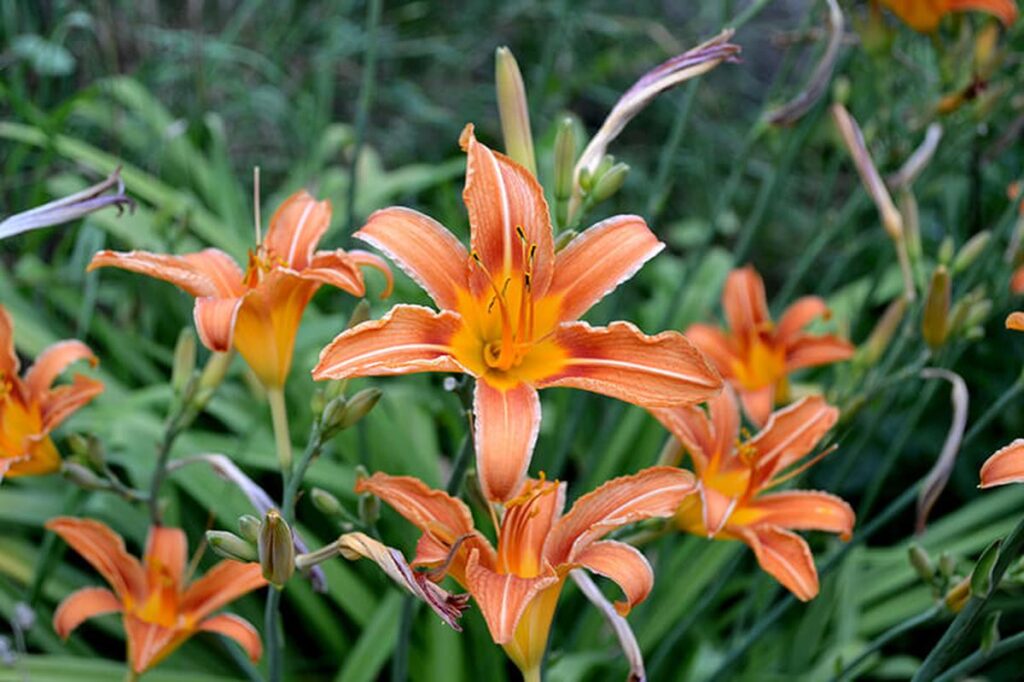 27 Cute Flowers to Lift Your Garden's Spirit