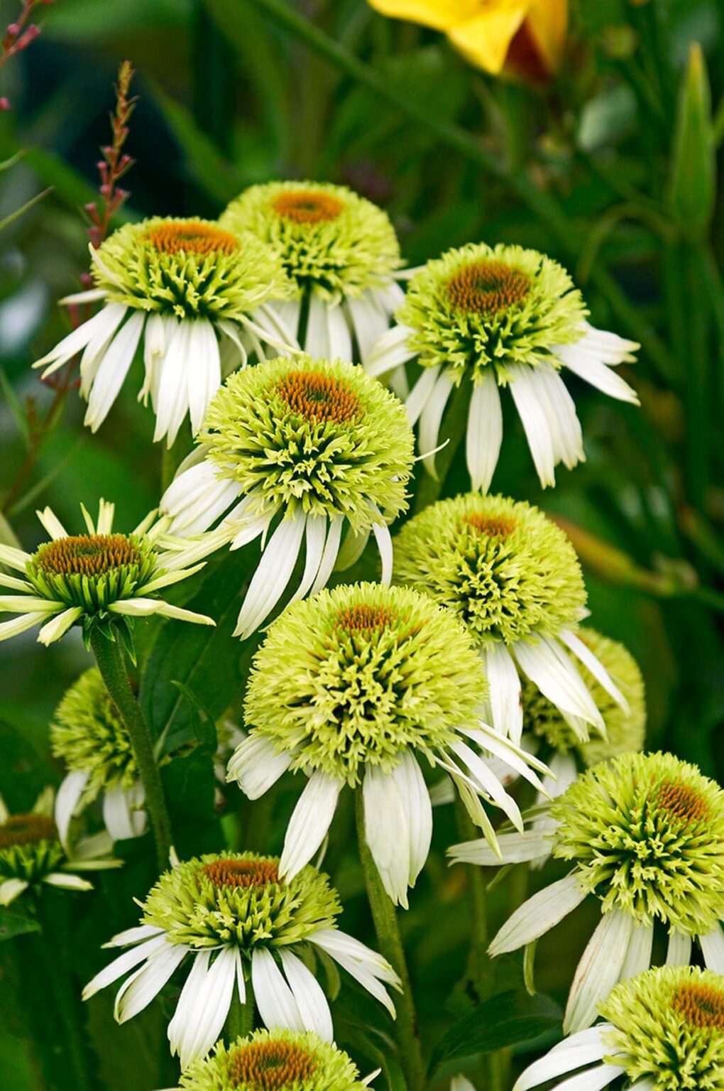 27 Unique Flowers for a Garden That Makes You Smile