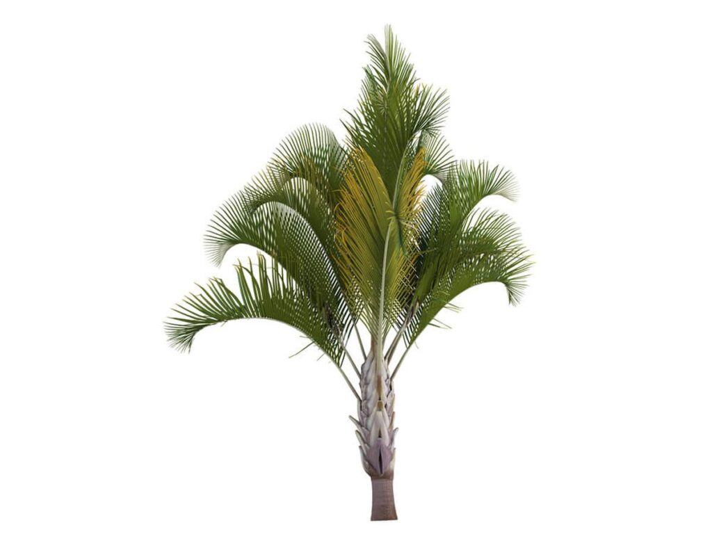 40 Types of Palm Trees for a Lush Tropical Ambiance
