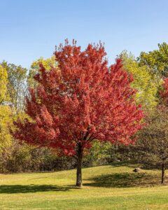 25 Top Maple Varieties for Stunning Fall Colors