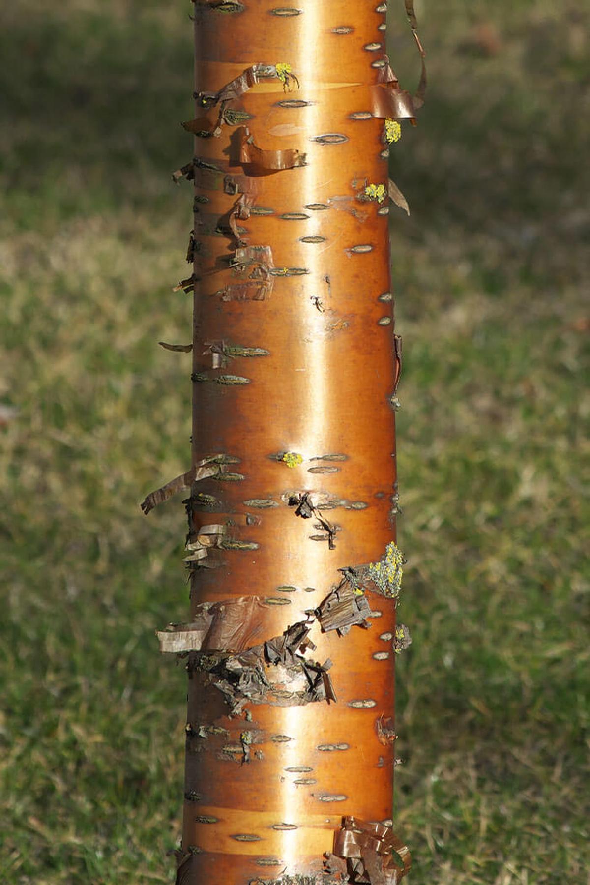 11 Stunning Birch Tree Varieties for Your Landscape