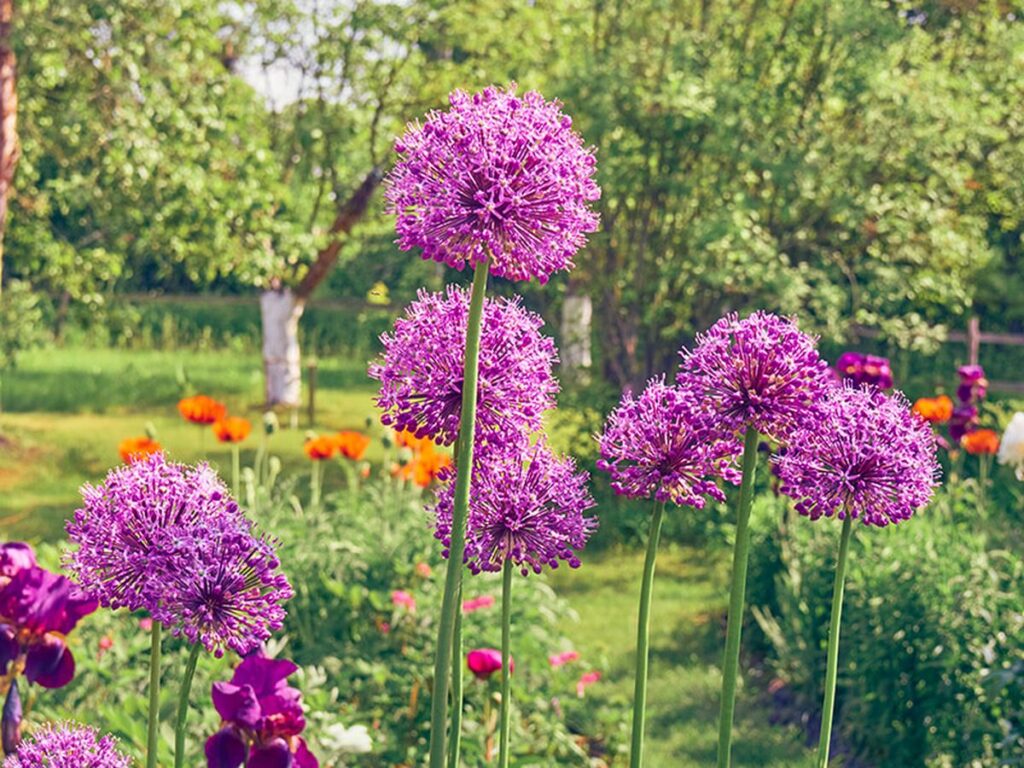 27 Unique Flowers for a Garden That Makes You Smile