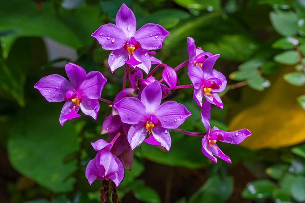 27 Exotic Poisonous Flowers for a Bold Garden Look