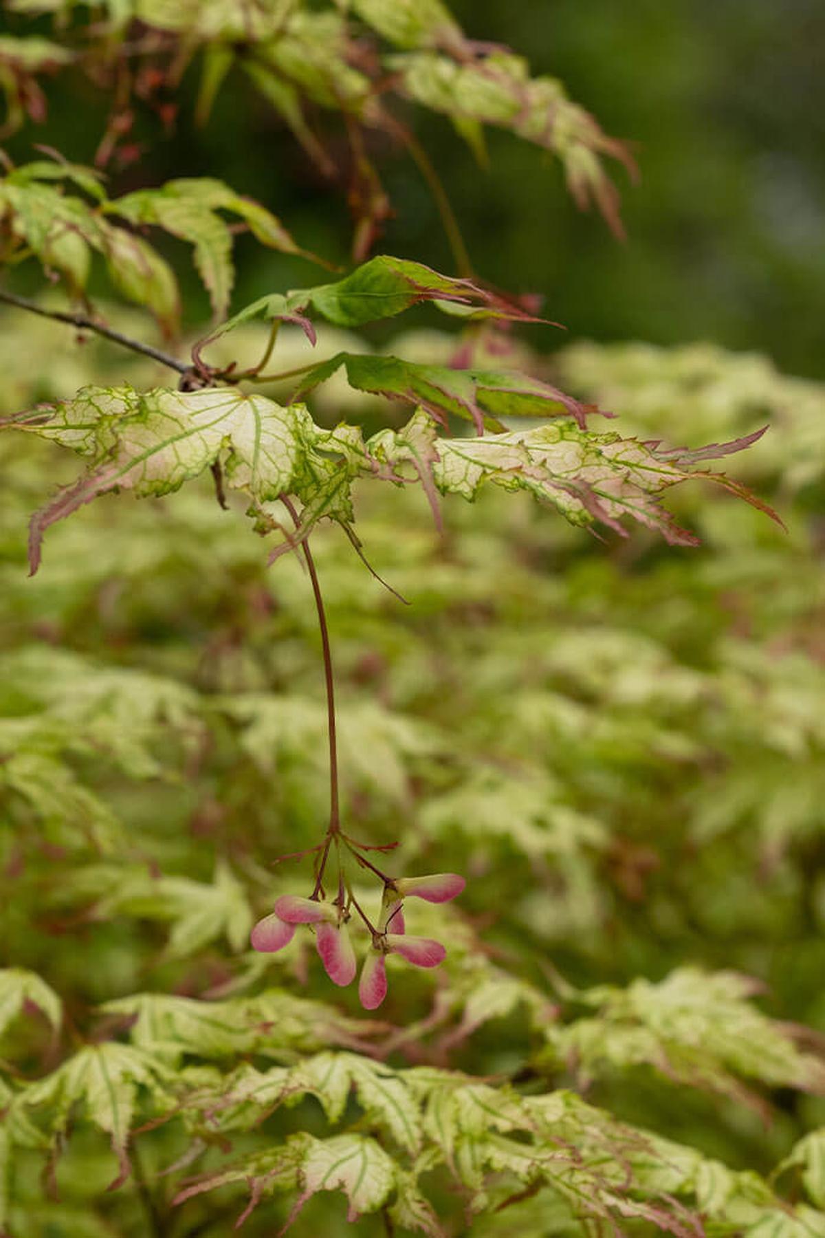 18 Stunning Types of Japanese Maples for Your Garden