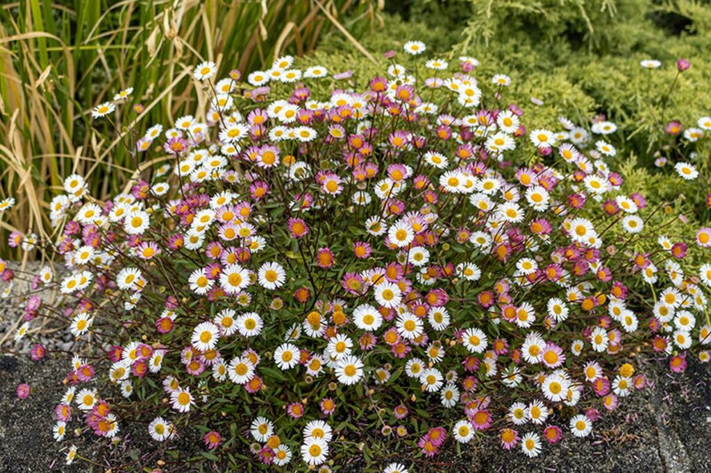 27 Beautiful Types of Daisies for a Stunningly Colorful Garden