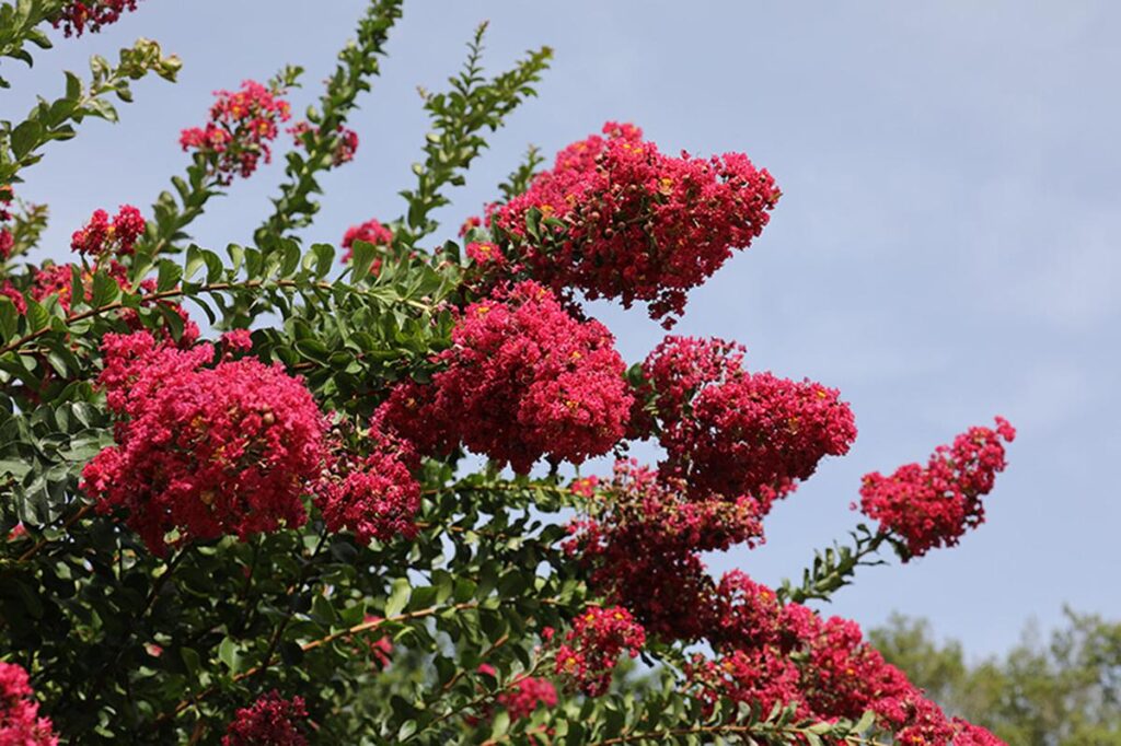 25 Eye-Catching Red Flowers to Brighten Your Garden