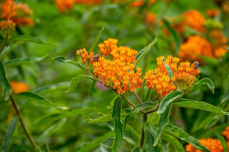 27 Eye-Catching Spring Flowers for Outdoor Beauty