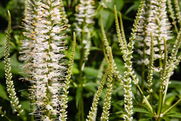 20 Fast-Spreading Ground Covers with White Blooms