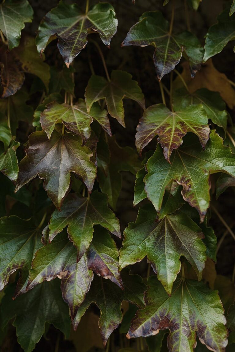 25 Top Maple Varieties for Stunning Fall Colors