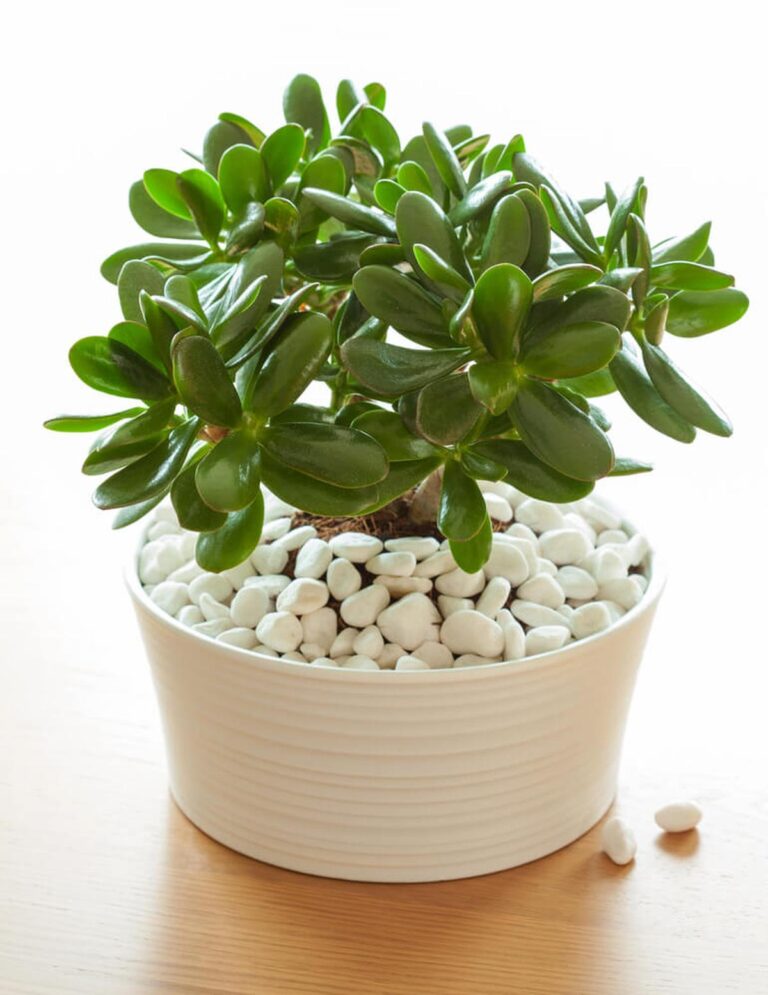 13 Exotic Jade Plant Varieties You Need to Know
