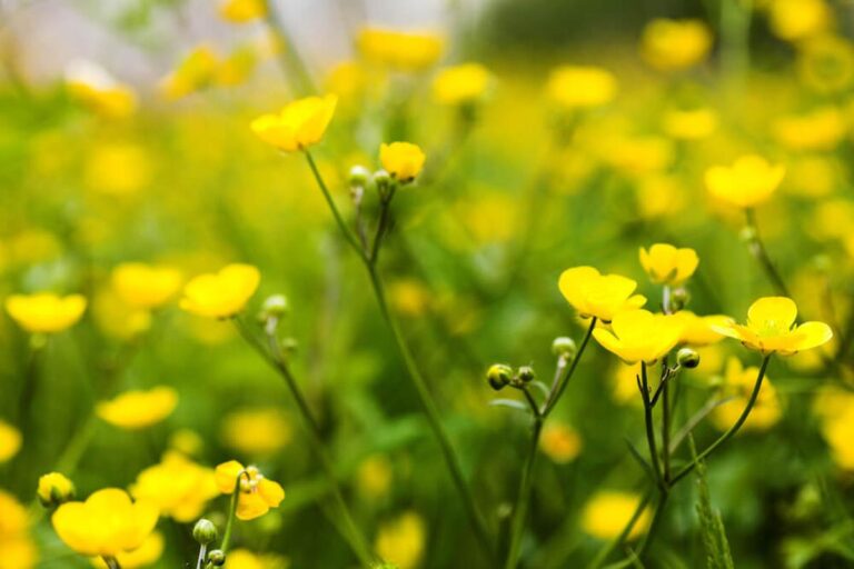 27 Charming Small-Flowered Plants to Brighten Your Garden