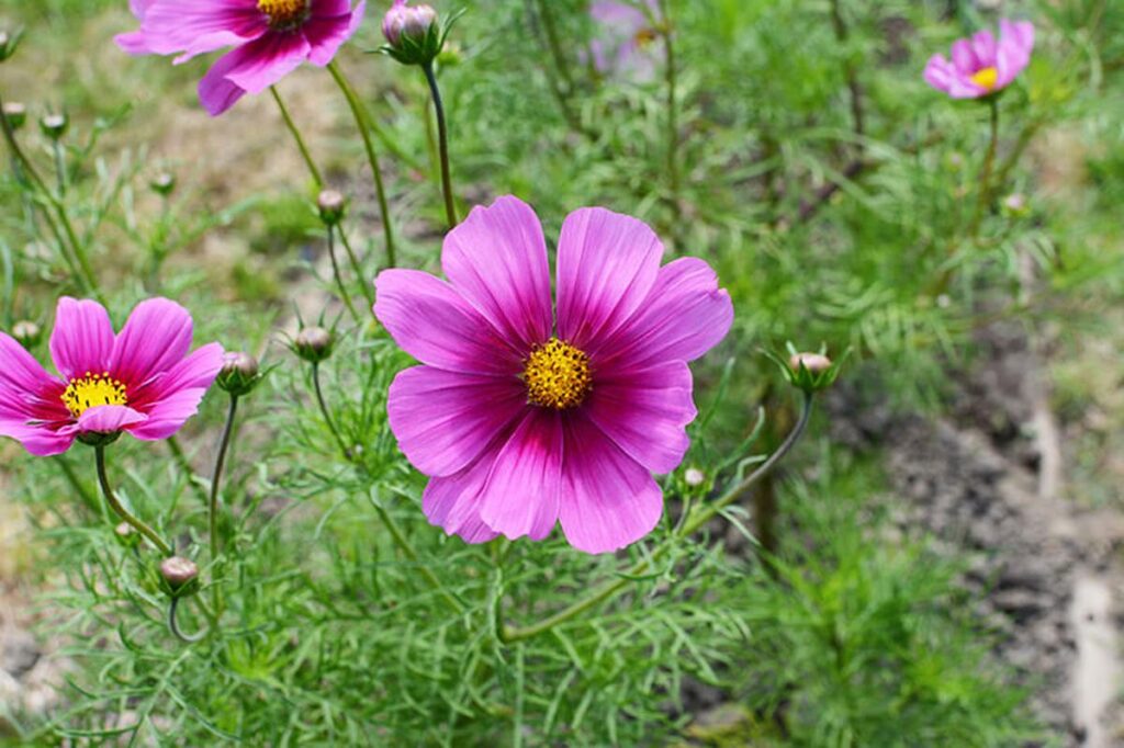 Top 27 Summer Flowers for a Colorful Display