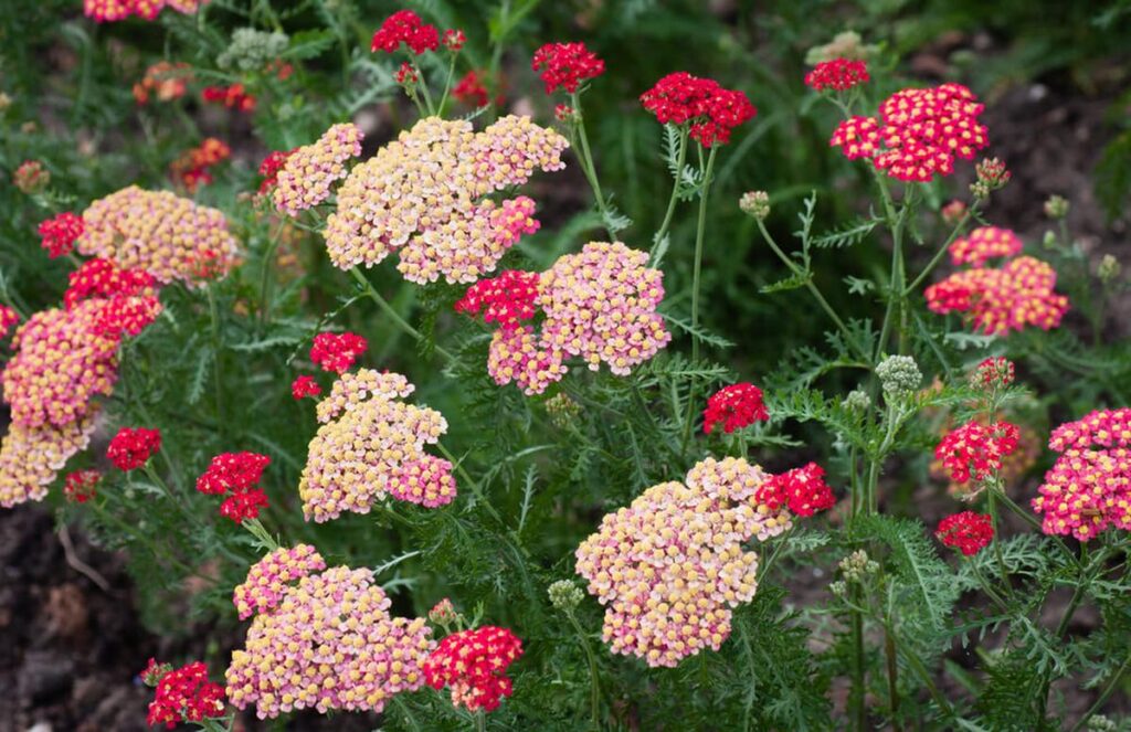 27 Charming Small-Flowered Plants to Brighten Your Garden