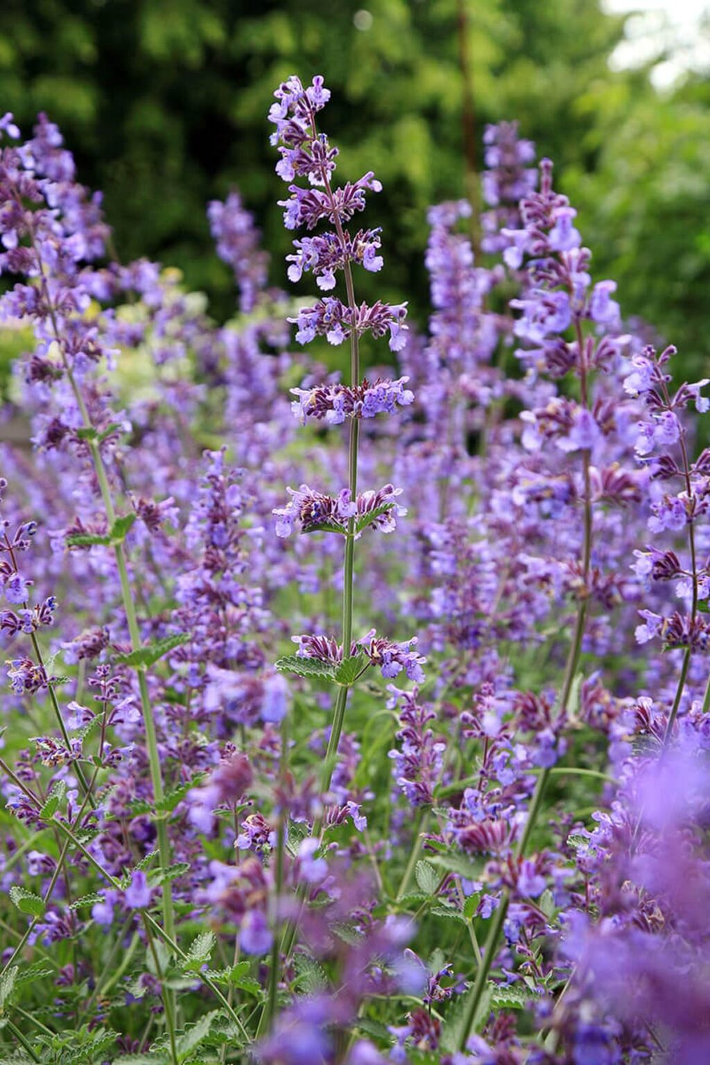 27 Cute Flowers to Lift Your Garden's Spirit