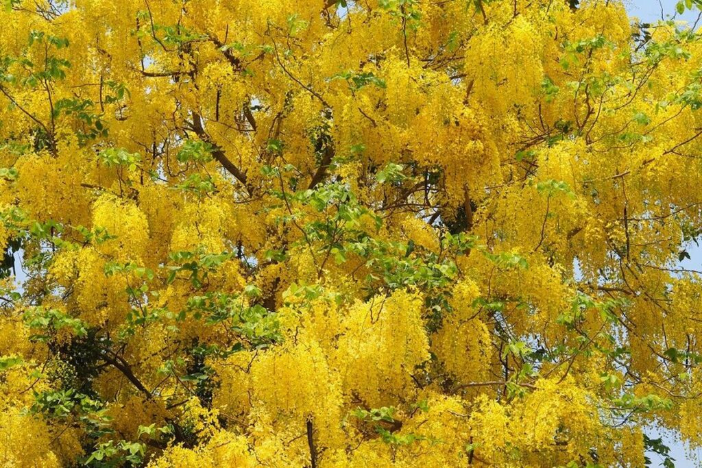 21 Eye-Catching Yellow Flowered Trees for Your Yard
