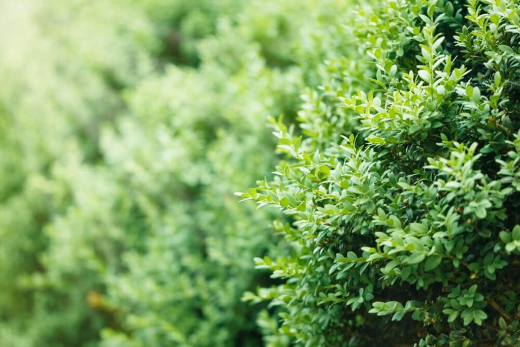 23 Shade-Loving Evergreens for Low-Light Gardens