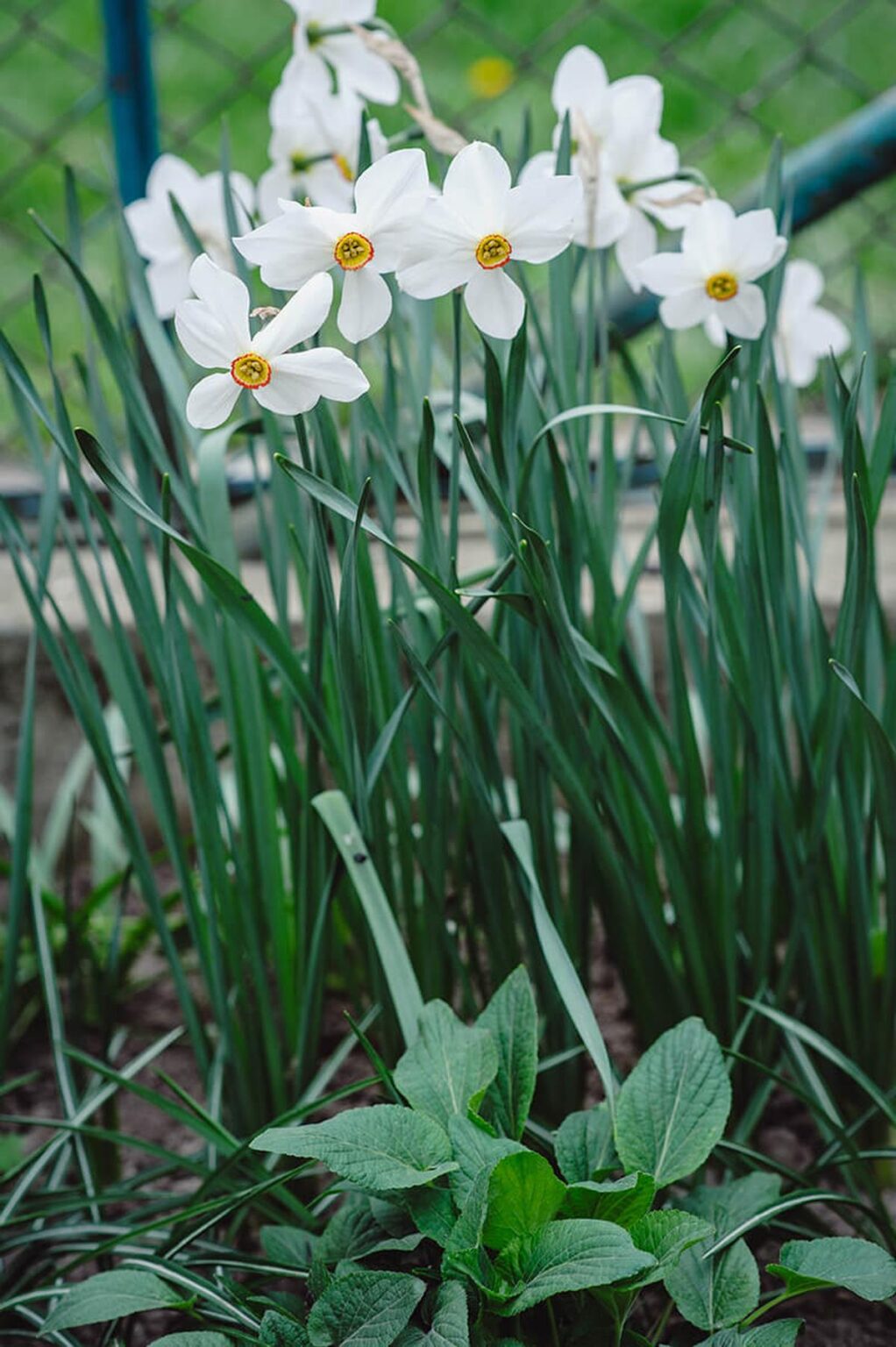 27 Cute Flowers to Lift Your Garden's Spirit