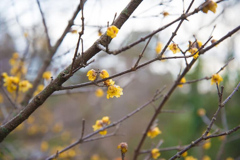 27 Best Winter Flowers for a Seasonal Sanctuary