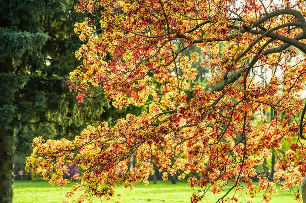 25 Top Maple Varieties for Stunning Fall Colors