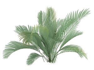 40 Types of Palm Trees for a Lush Tropical Ambiance