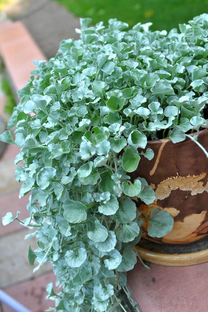 18 Shade-Loving Potted Plants to Illuminate Your Garden