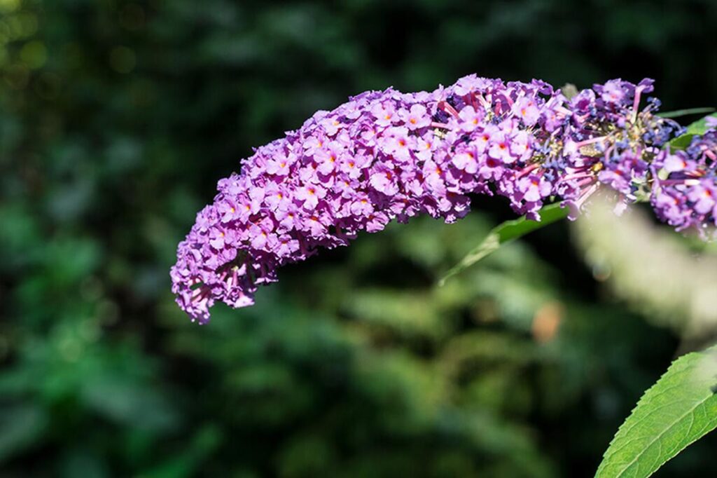 27 Cute Flowers to Lift Your Garden's Spirit