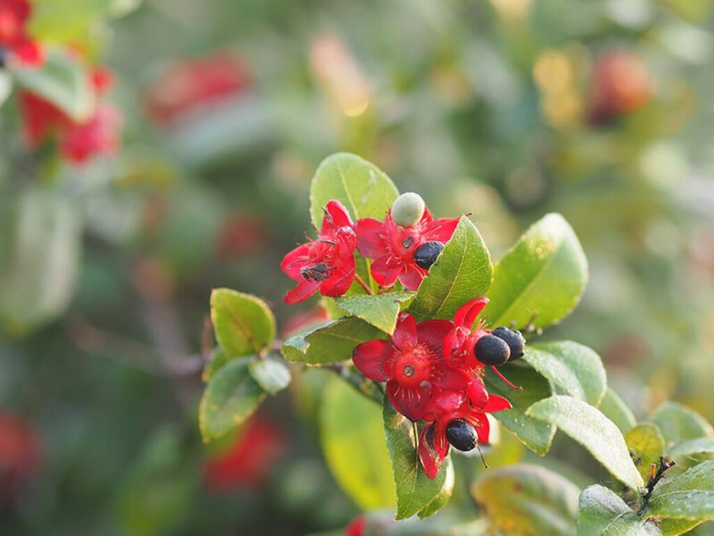 27 Unique Flowers for a Garden That Makes You Smile