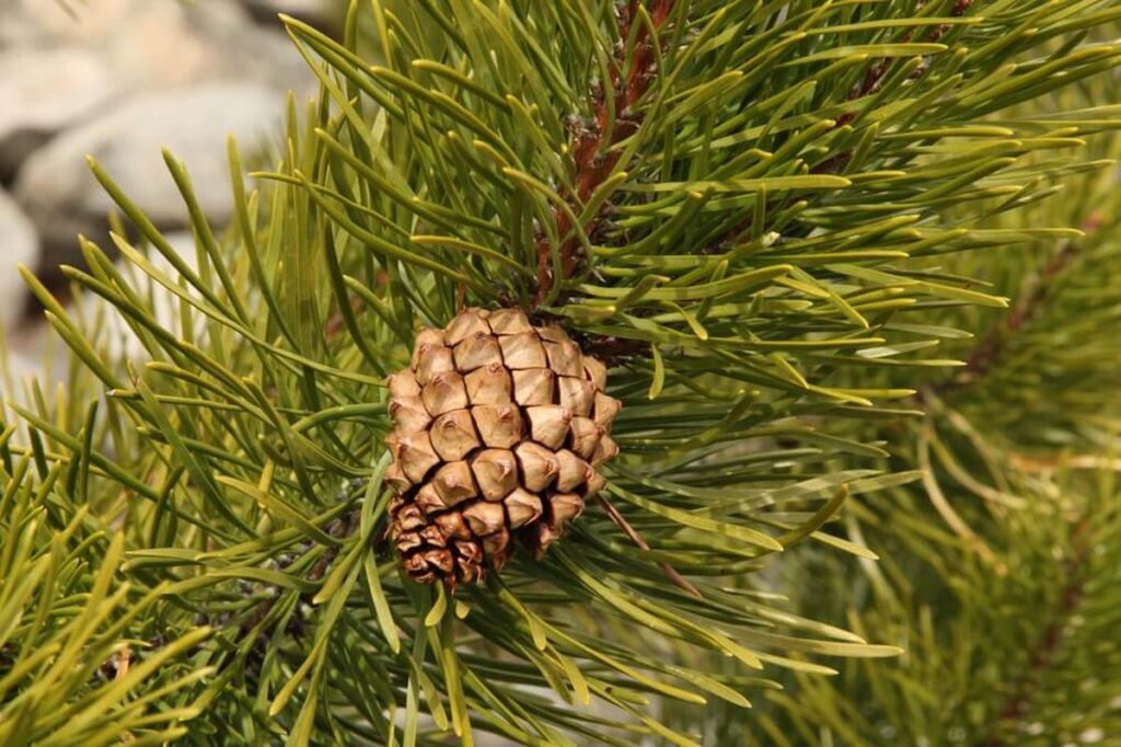 38 Types of Pine Trees for Majestic Landscaping