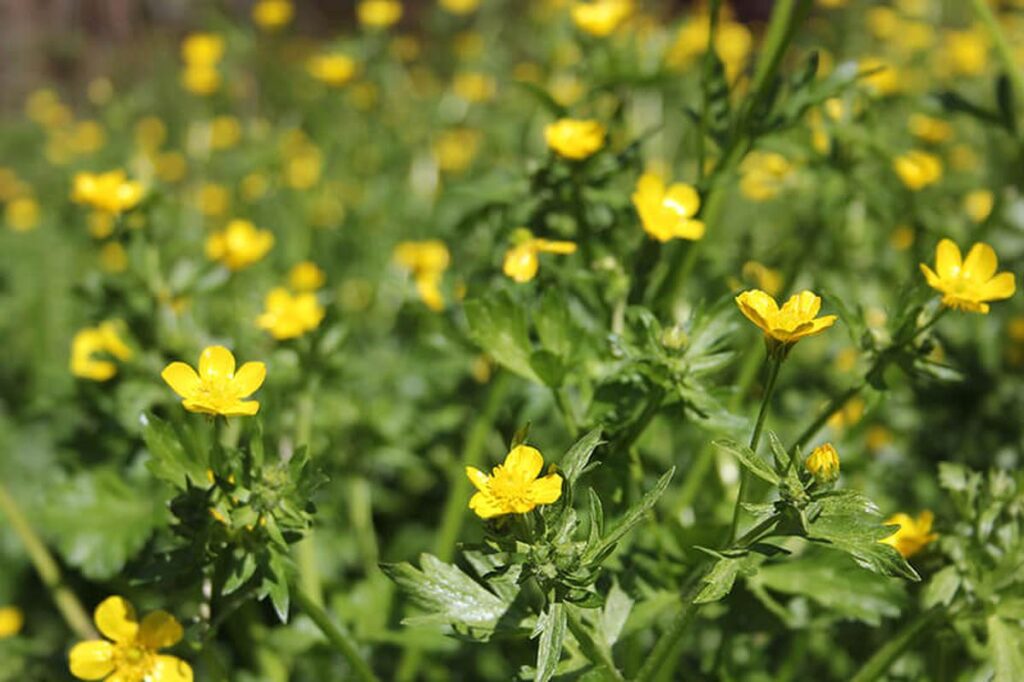27 Stunning Yellow Flowers to Cheer Up Your Yard
