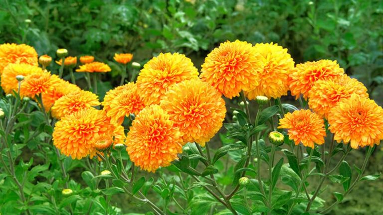 27 Cute Flowers to Lift Your Garden's Spirit