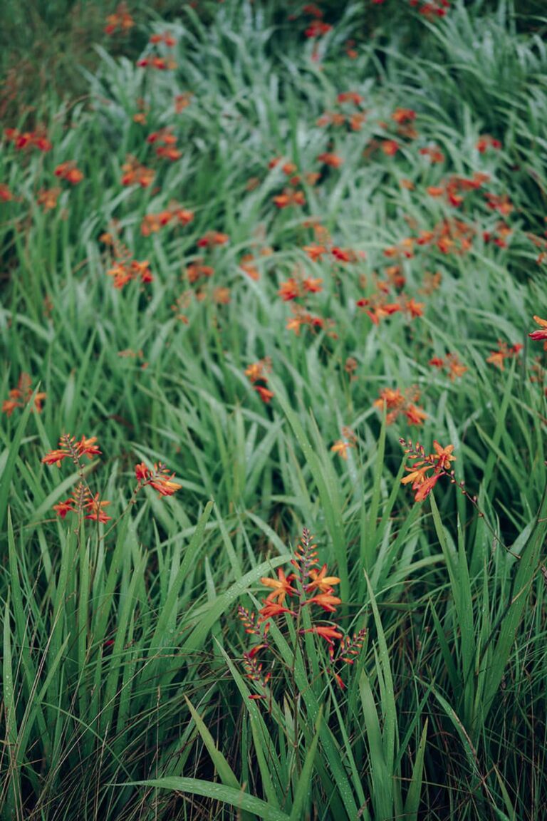 27 Unique Bulb Flowers for Standout Gardens
