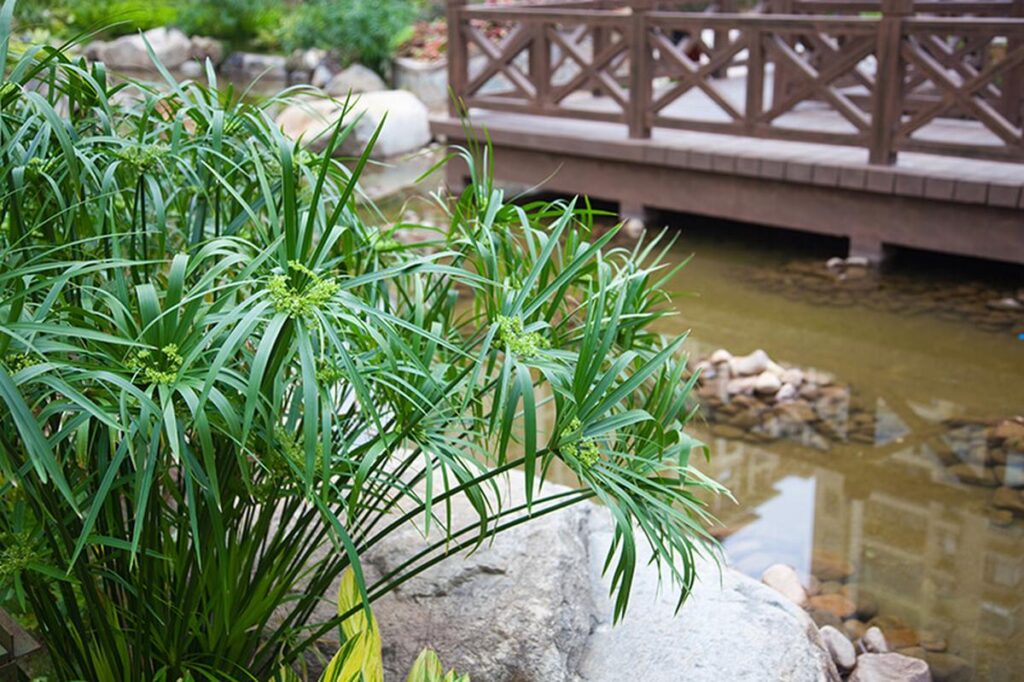 22 Stunning Types of Green Flowers for a Unique Garden