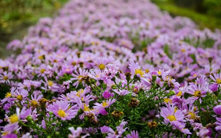 27 Eye-Catching Spring Flowers for Outdoor Beauty
