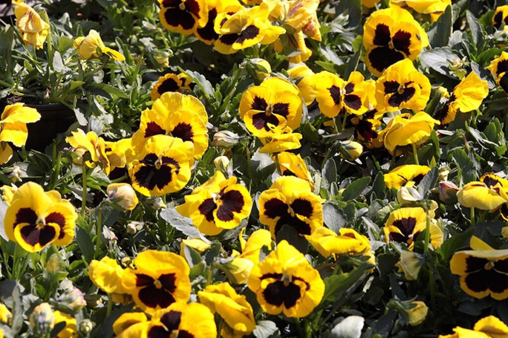 27 Stunning Yellow Flowers to Cheer Up Your Yard
